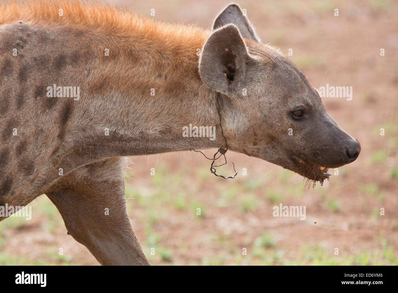 Spotted hyena, Crocuta crocuta, with wire caught around its neck, in ...