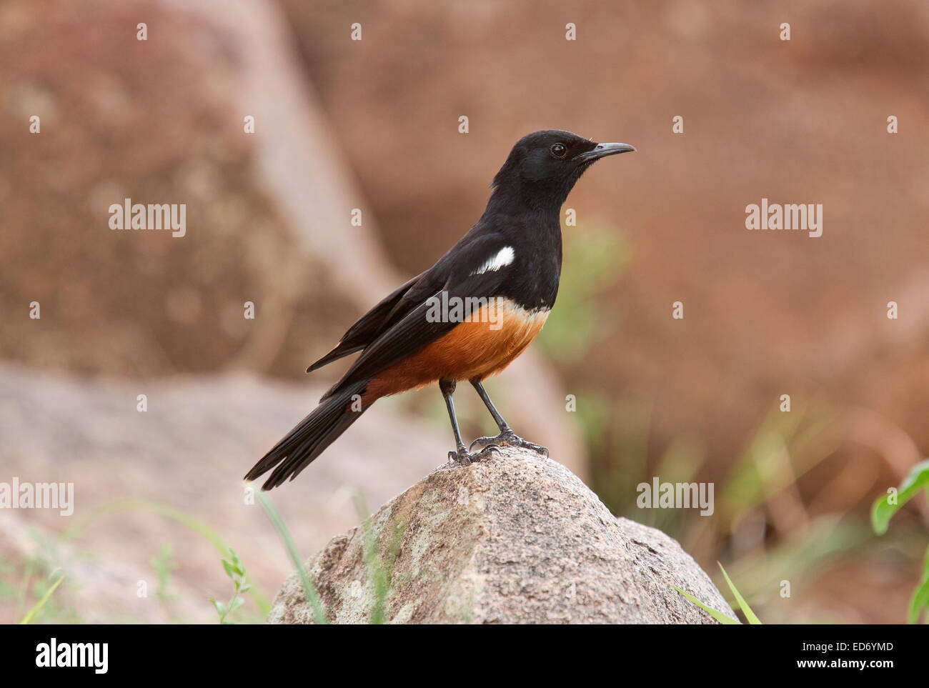 Male Mocking cliff chat, Thamnolaea cinnamomeiventris on rock outcrop ...