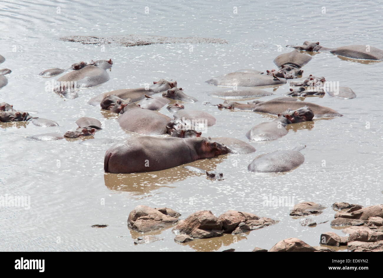 Group of Common hippopotamus, Hippopotamus amphibius, or hippo in a ...