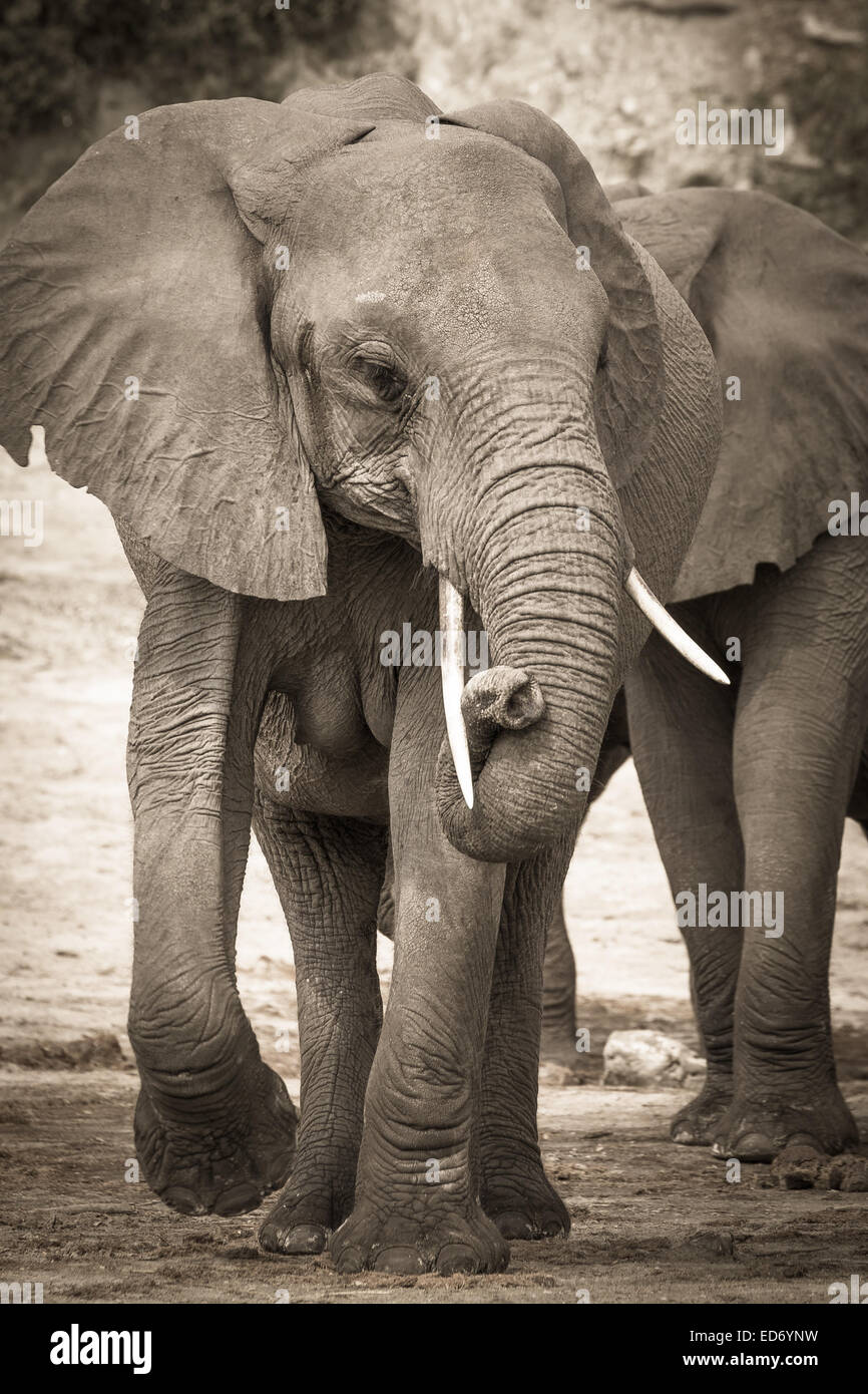 African Elephant (Loxodonta africana) with curled up trunk, Chobe ...
