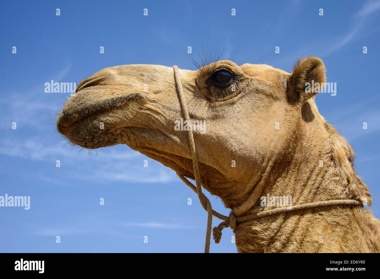Camel view hi-res stock photography and images - Alamy