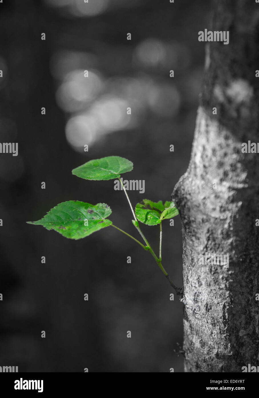 Green leaves sprouting from a tree branch Stock Photo - Alamy