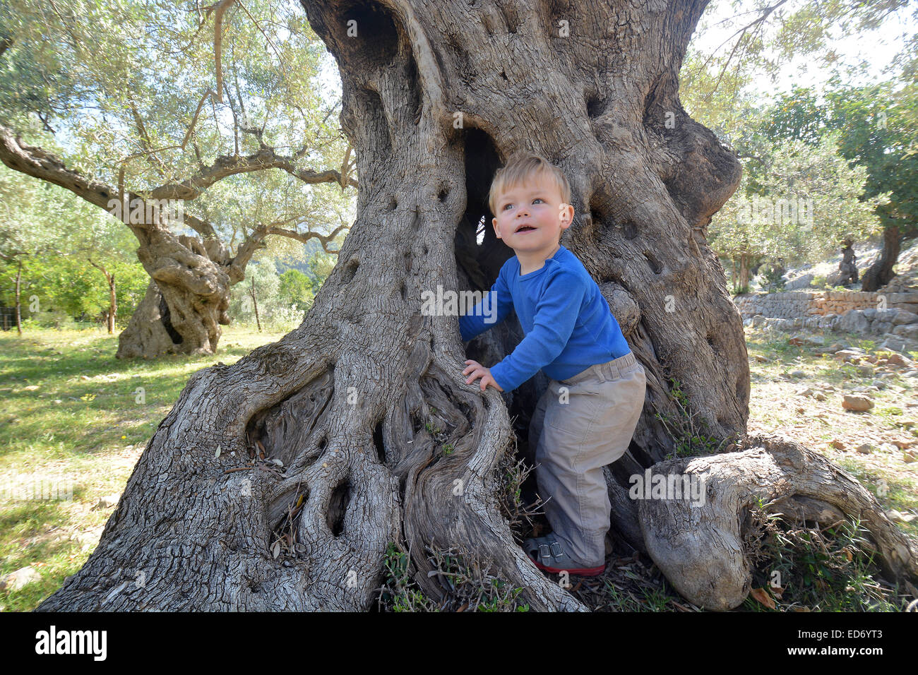 Olive grove in majorca hi-res stock photography and images - Alamy