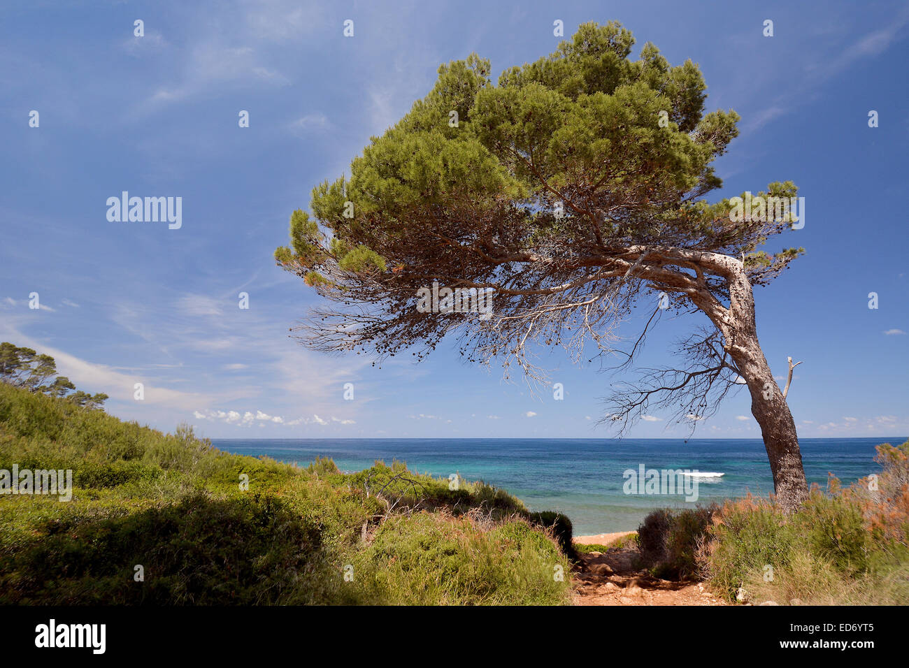 Wind shaped pine tree on the beach of Punta de S'Aguila, Majorca ...