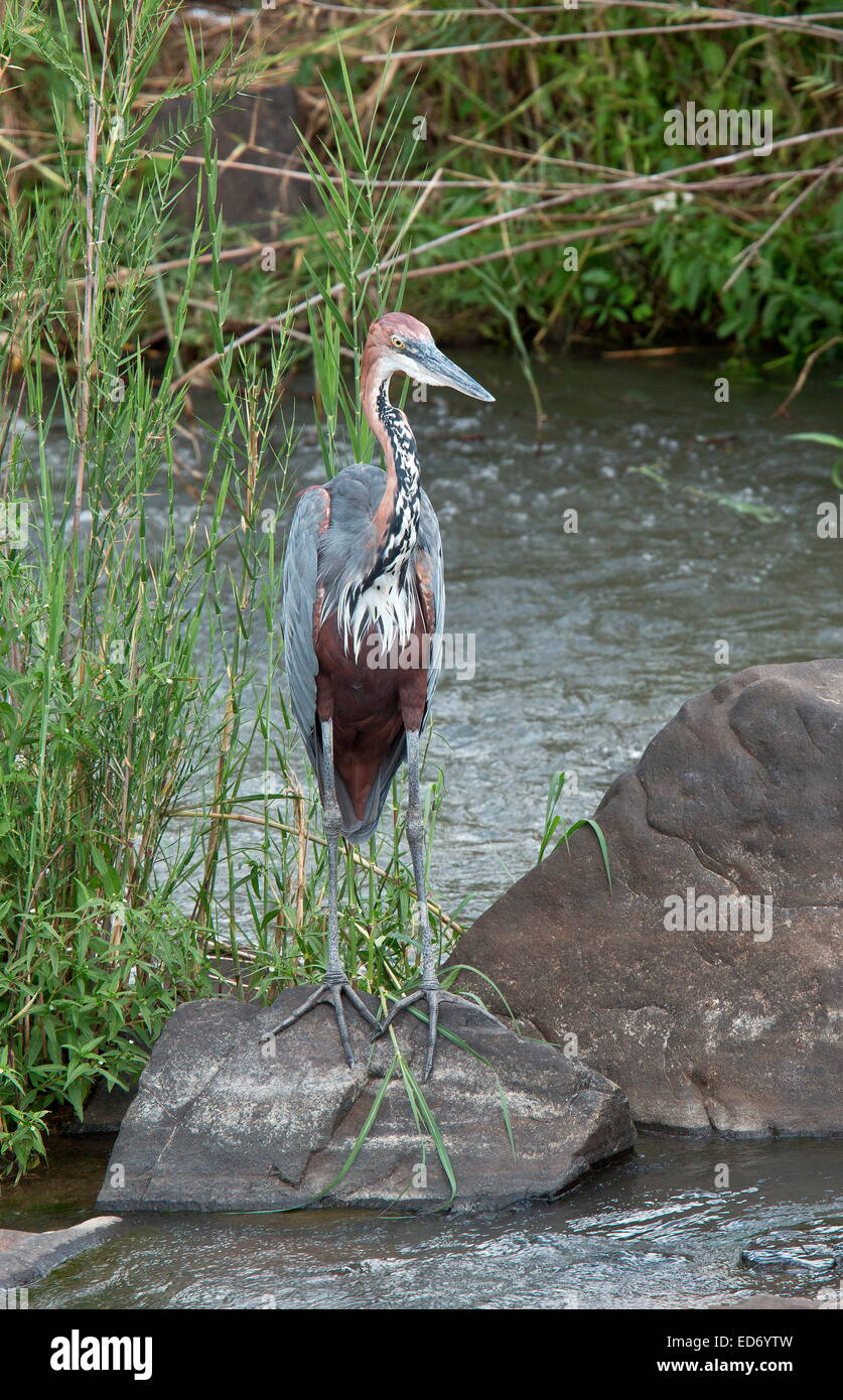 Goliath Heron or Giant Heron; world's largest heron; by river in Kruger ...