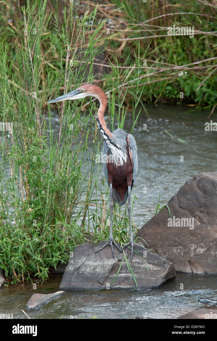 Goliath Heron or Giant Heron; world's largest heron; by river in Kruger ...