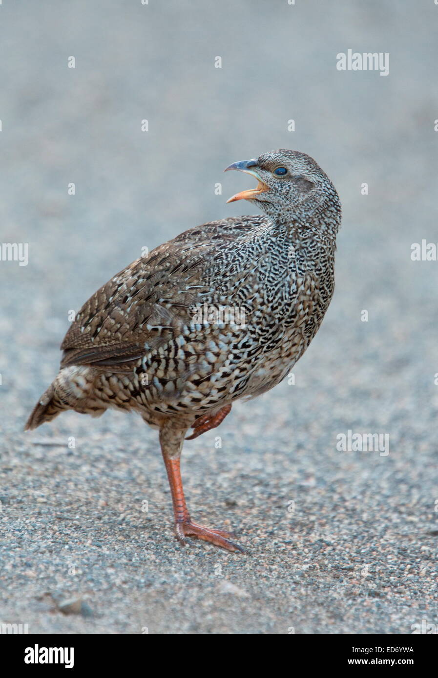 Natal spurfowl or Natal francolin, Pternistis natalensis on the ground ...