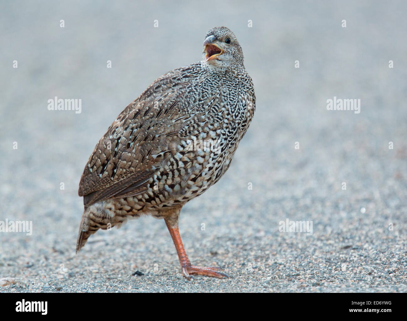 Natal birding hi-res stock photography and images - Alamy