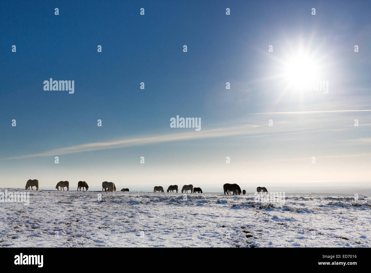 Wild ponies on the Preseli hills covered in snow, Pembrokeshire, Wales ...