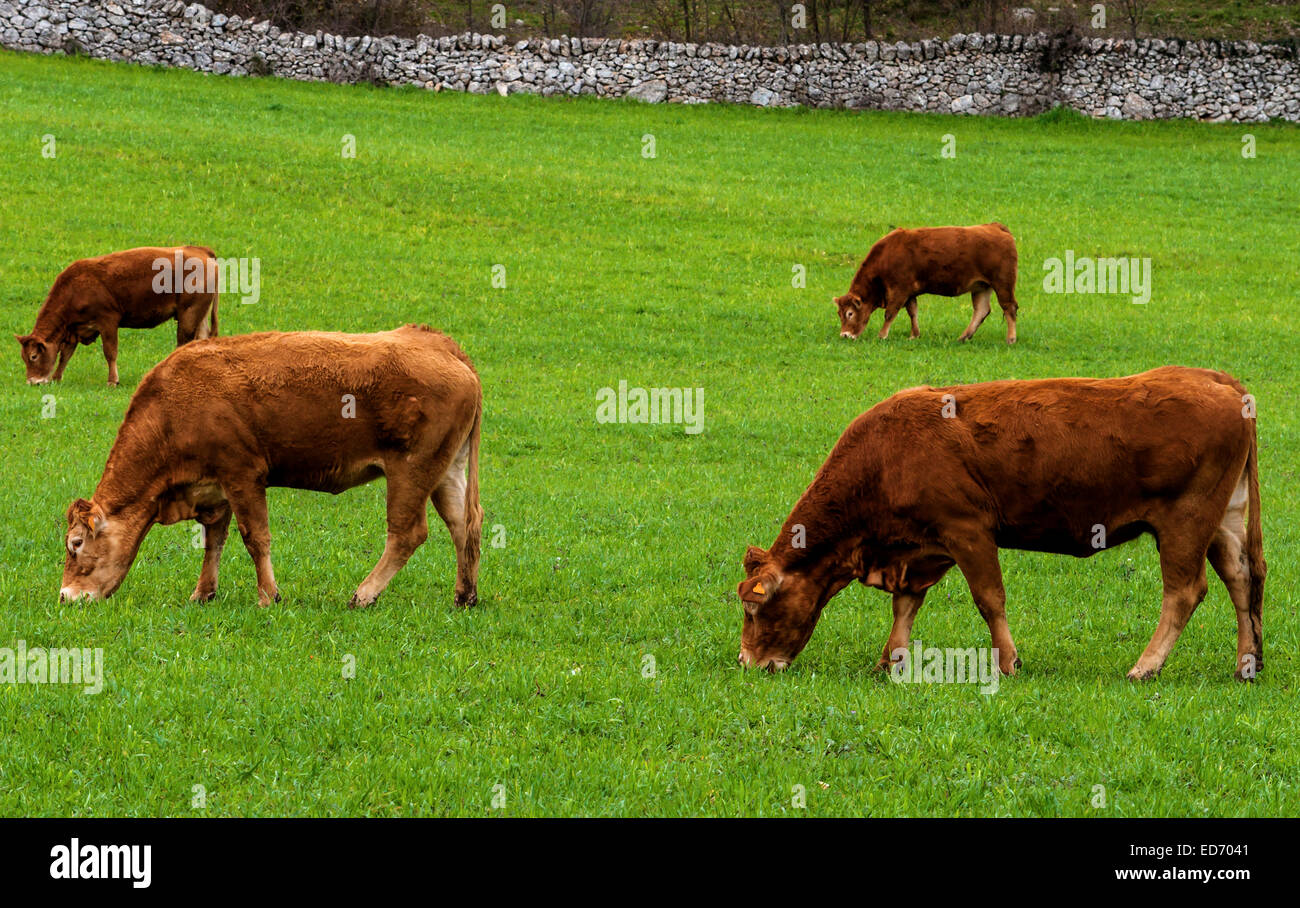 brown cow in rearing livestock Stock Photo - Alamy