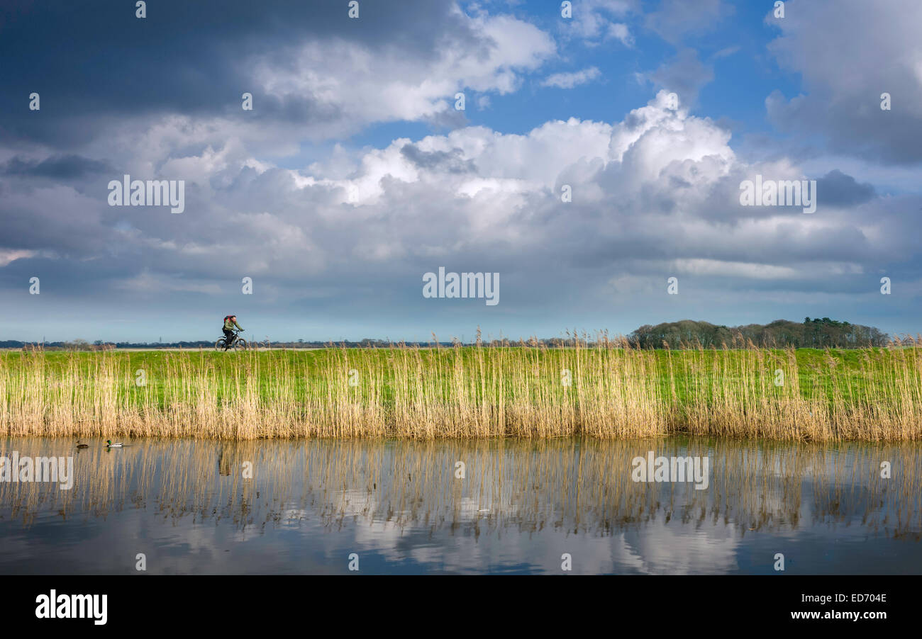 Reeds river bank riverbank hi-res stock photography and images - Alamy