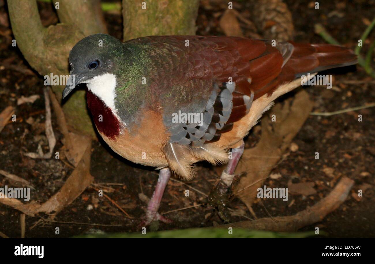 Mindanao bleeding-heart pigeon (Gallicolumba criniger), a.k.a Bartlett ...