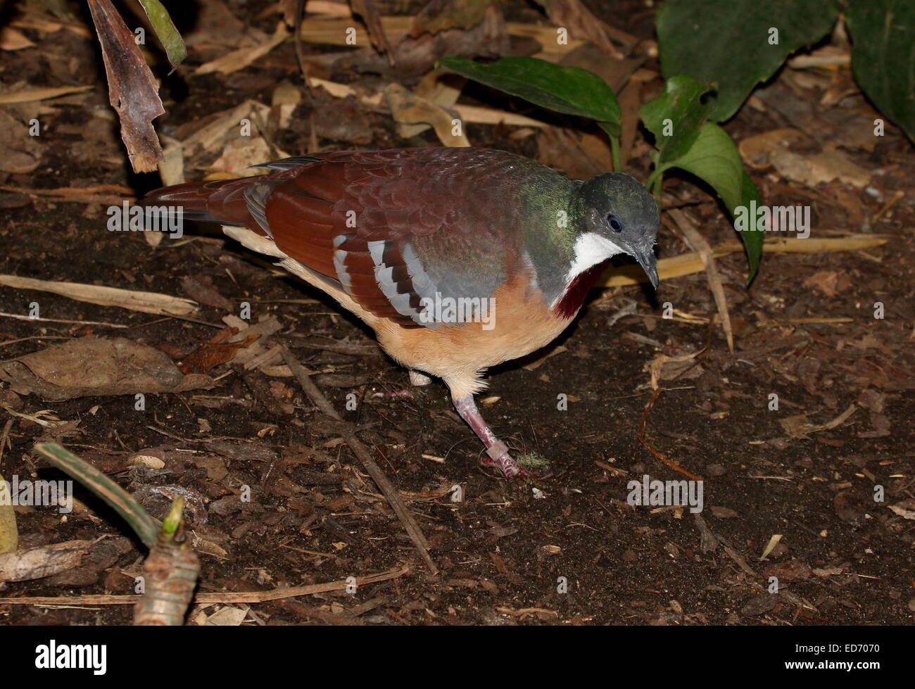 Mindanao bleeding-heart pigeon (Gallicolumba criniger), a.k.a Bartlett ...