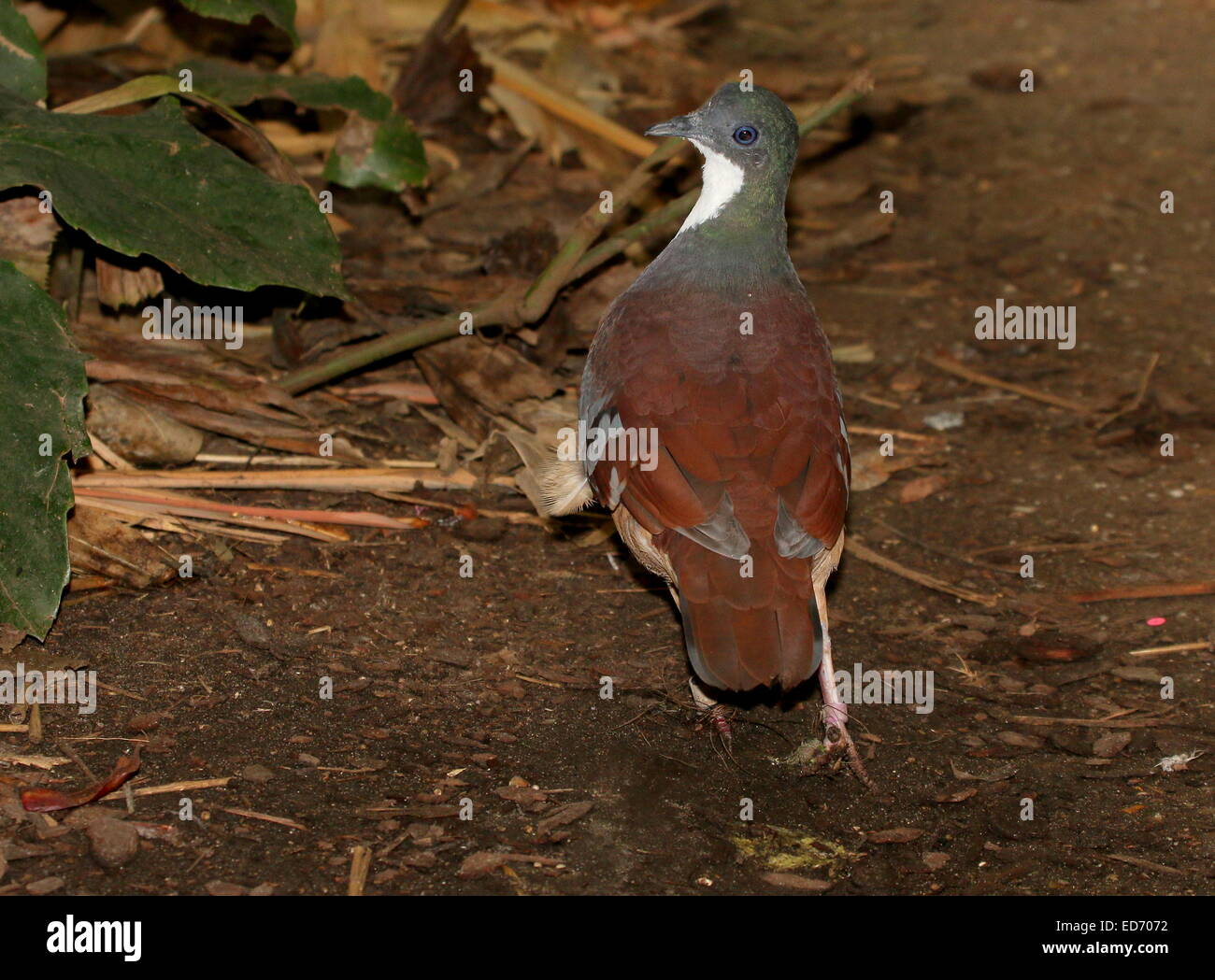 Mindanao bleeding-heart pigeon (Gallicolumba criniger), a.k.a Bartlett ...