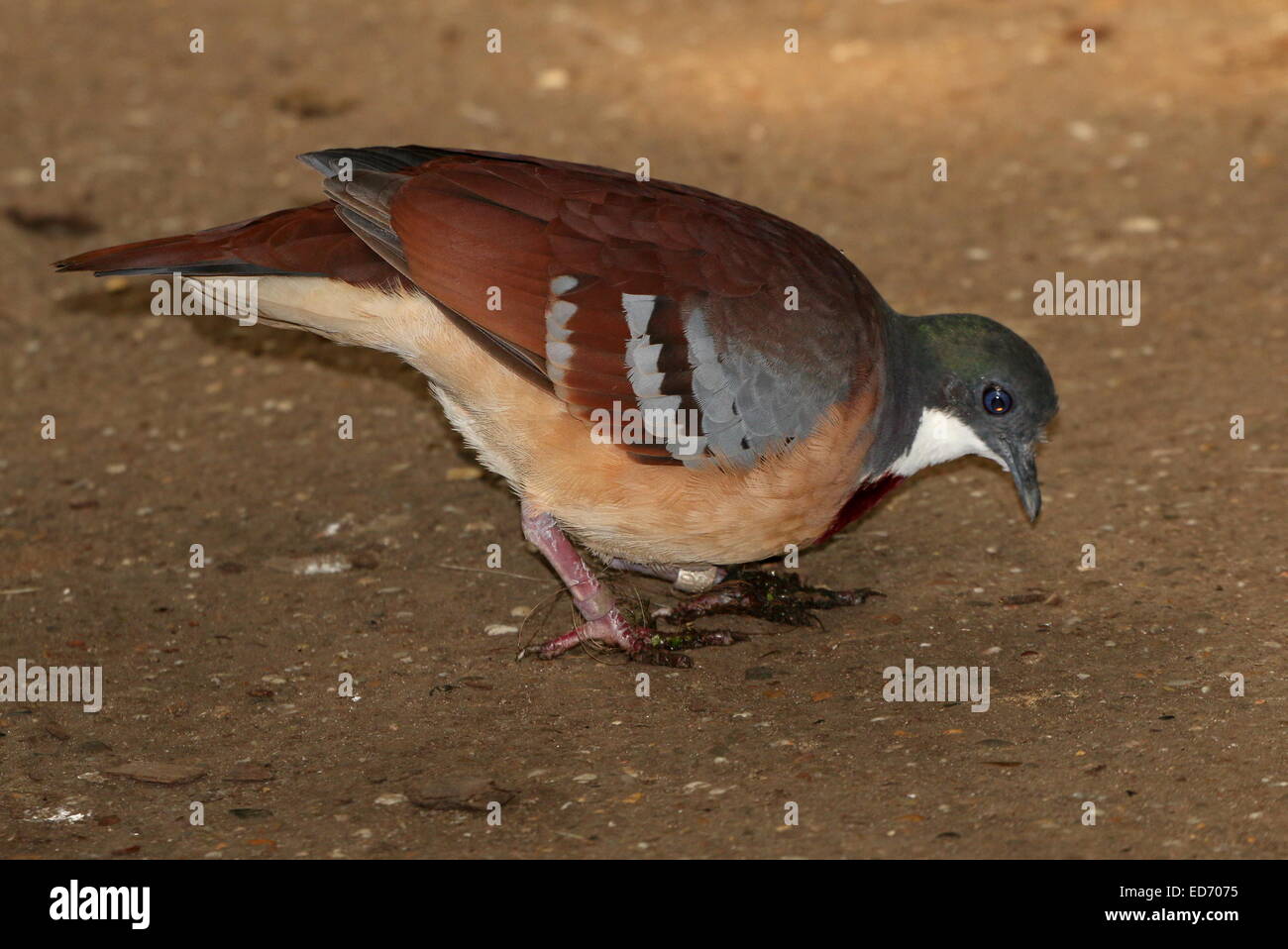 Mindanao bleeding-heart pigeon (Gallicolumba criniger), a.k.a Bartlett ...