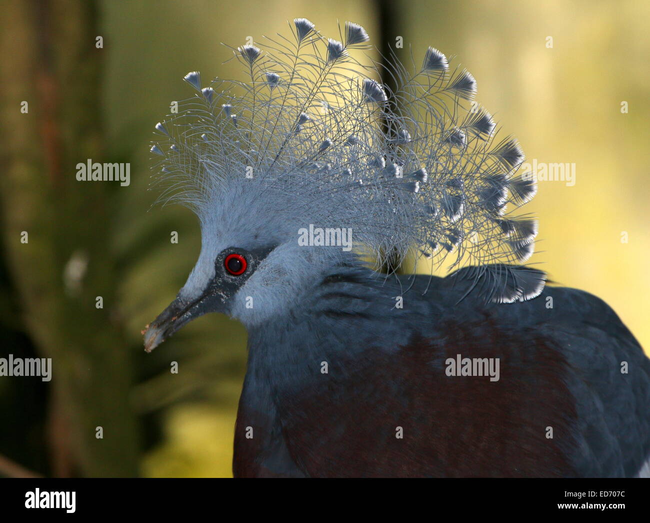 Victoria Crowned Pigeon (Goura victoria) close-up of the head and crest ...