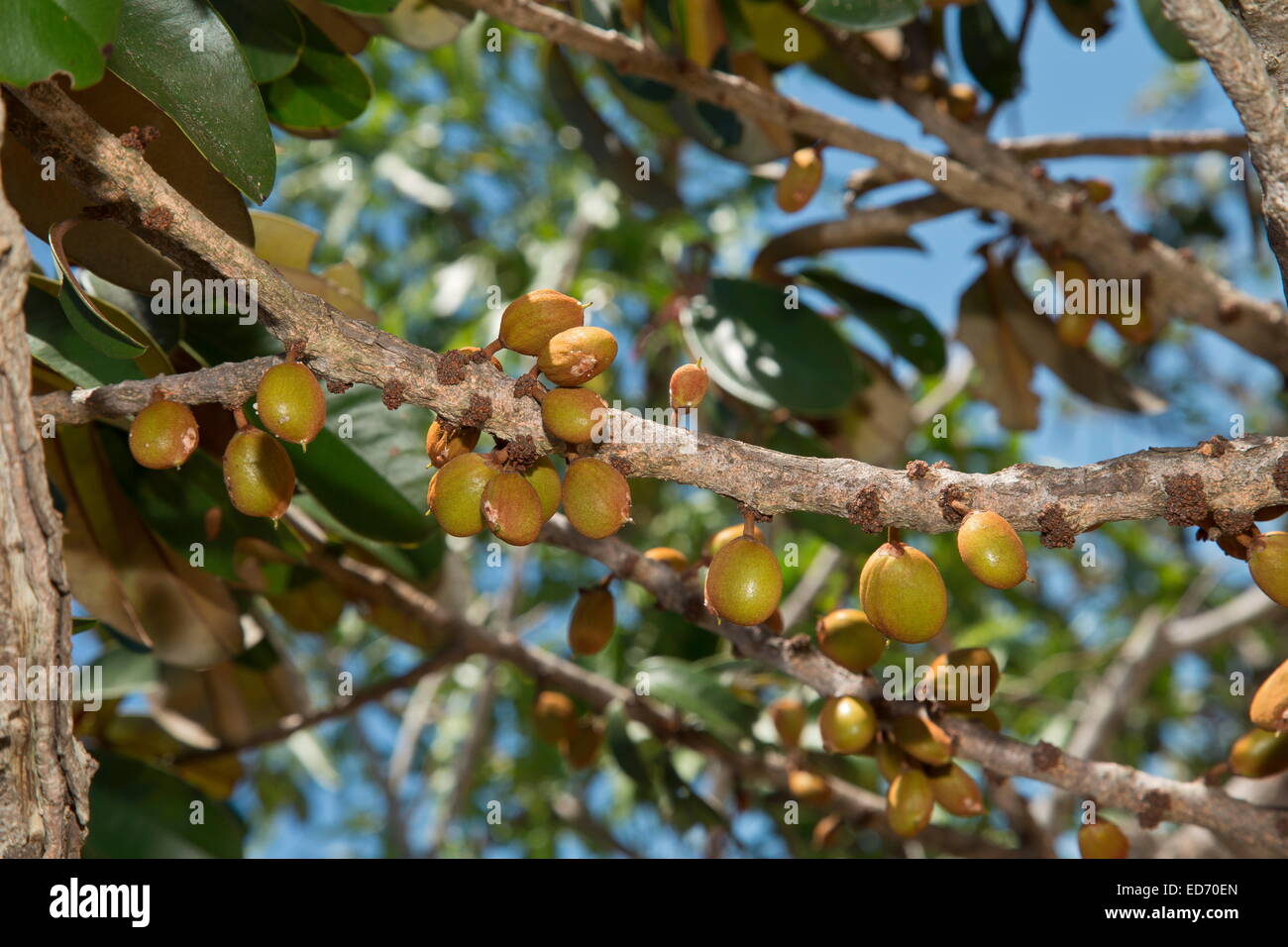 Ficus sansibarica fruits hi-res stock photography and images - Alamy