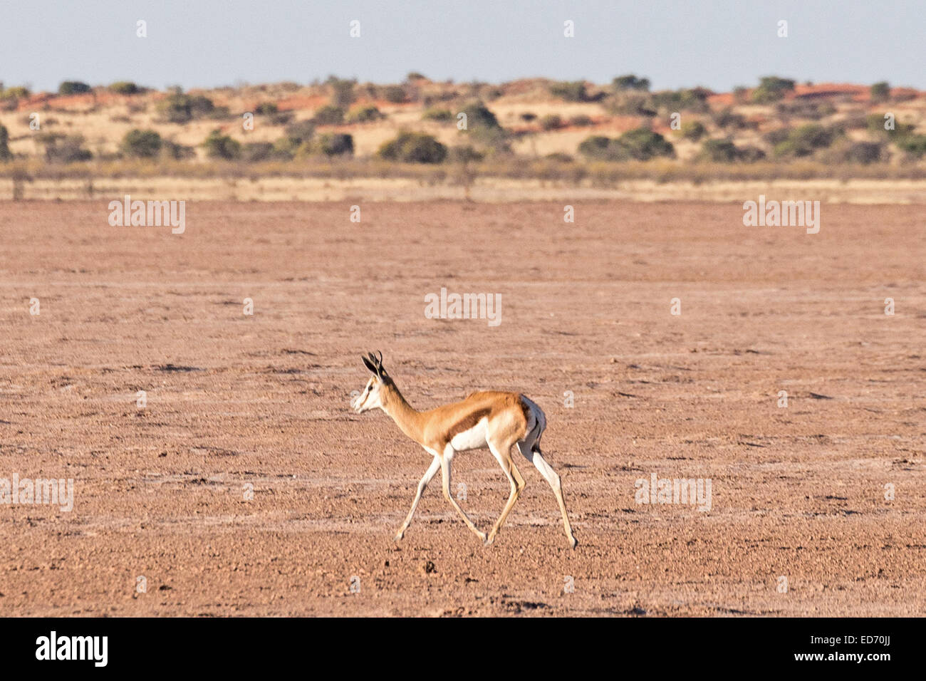 Springbok in salt pan, with heat haze, Kalahari desert, Namibia Stock ...