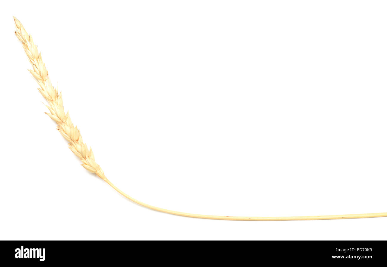 wheat isolated on white Stock Photo - Alamy