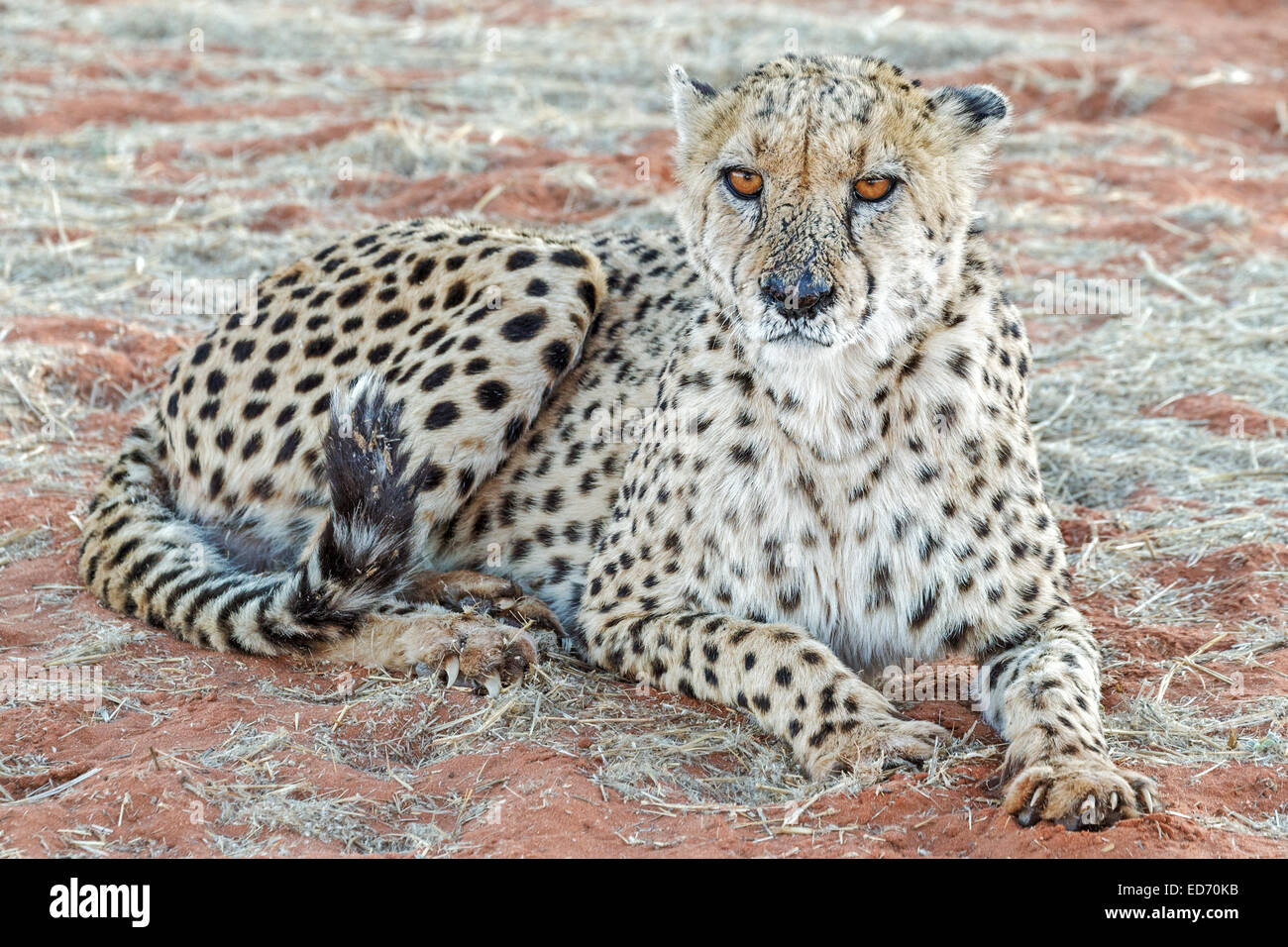 Cheetah gazing hi-res stock photography and images - Alamy