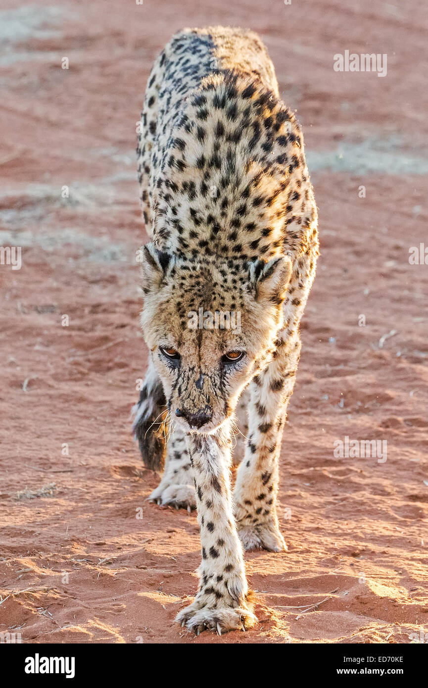 Cheetah in captivity hi-res stock photography and images - Alamy