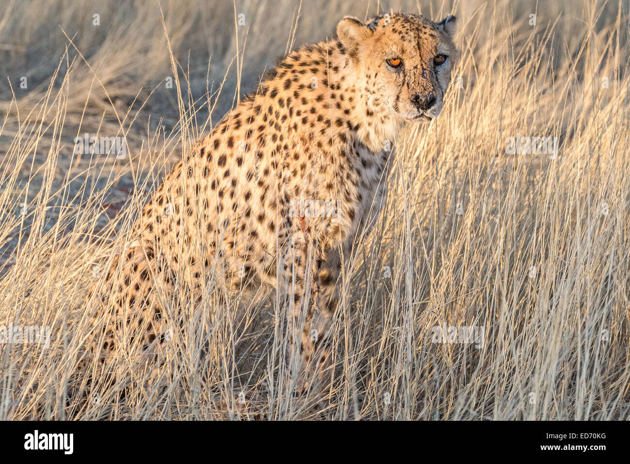 Cheetah in captivity, Kalahari, Namibia Stock Photo - Alamy