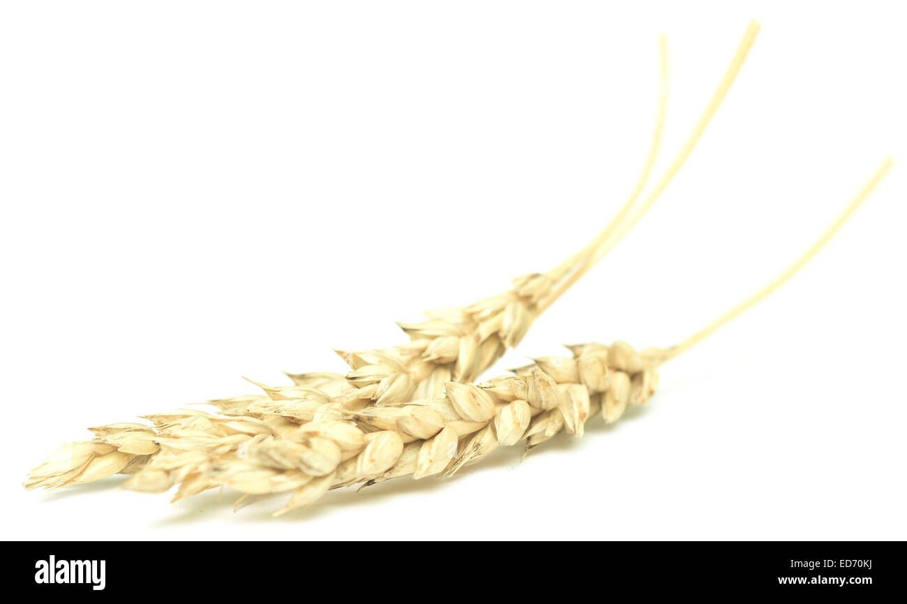 wheat isolated on white Stock Photo - Alamy