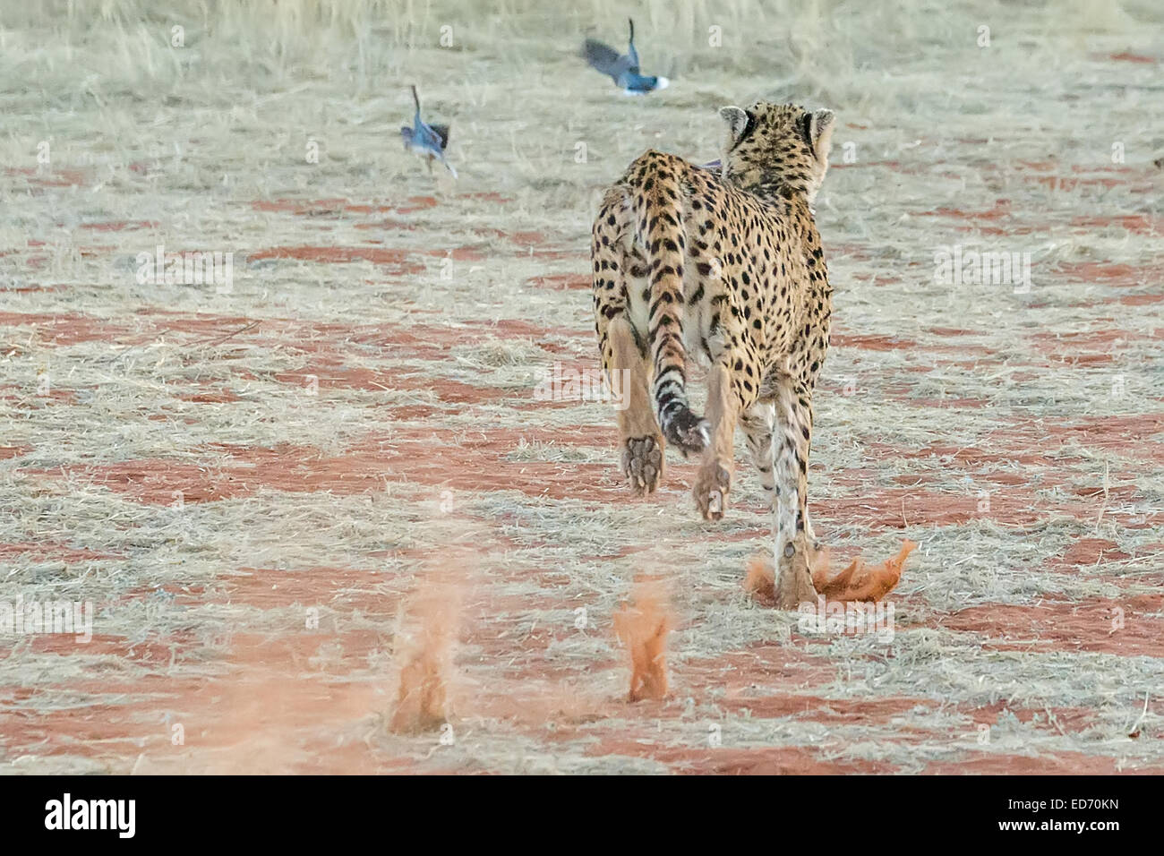 Cheetah in captivity, sprinting, Kalahari, Namibia Stock Photo - Alamy