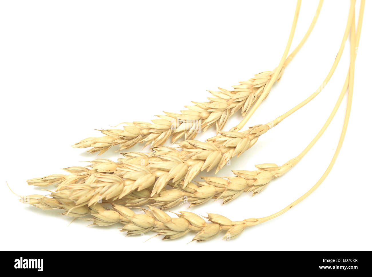 wheat isolated on white Stock Photo - Alamy