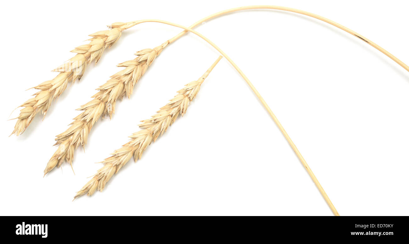 wheat isolated on white Stock Photo - Alamy