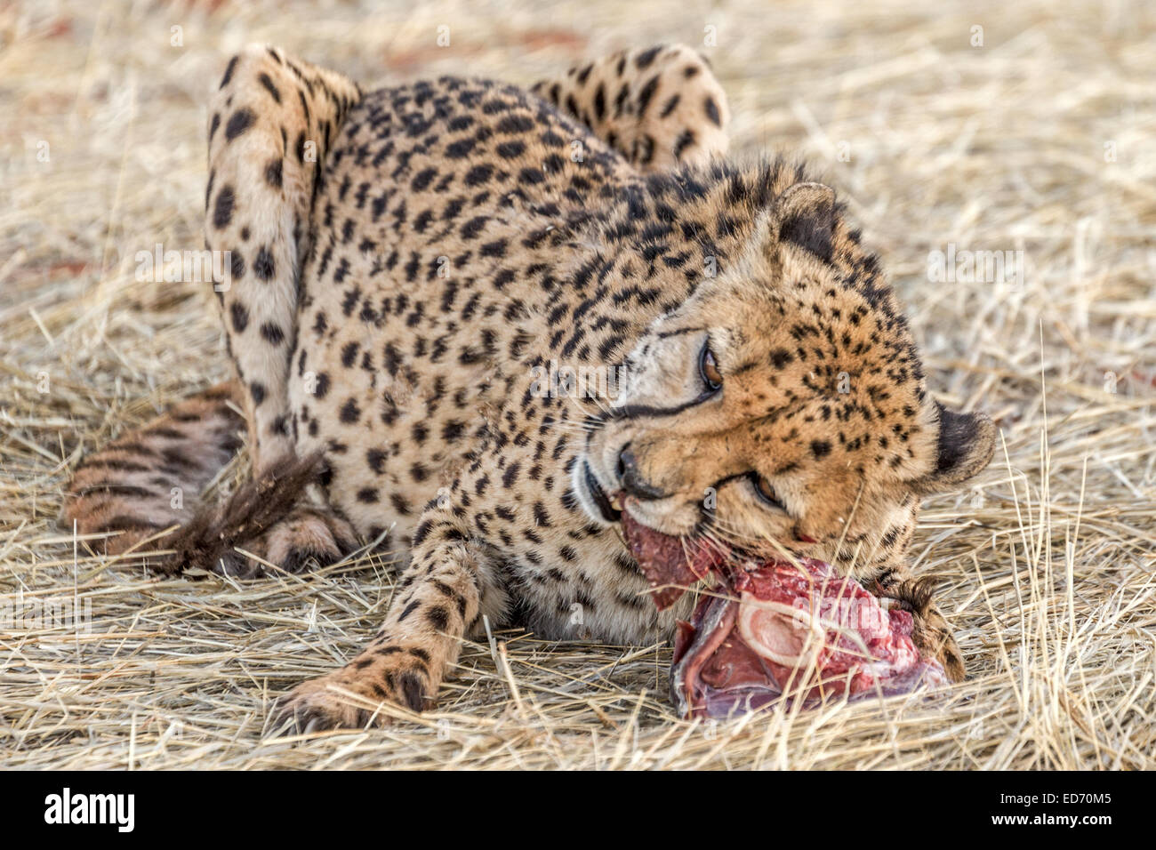 Cheetah in captivity hi-res stock photography and images - Alamy