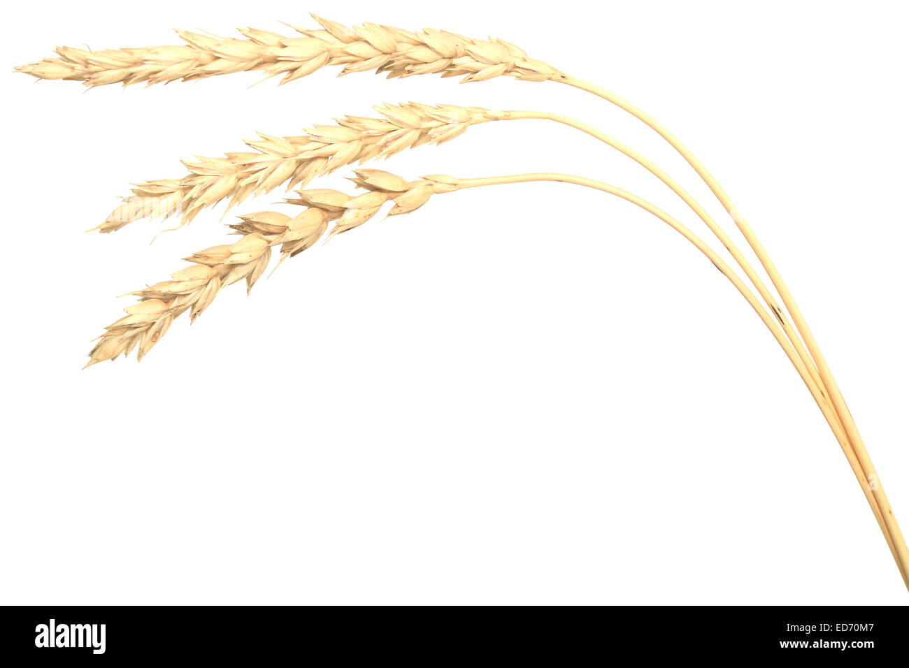 wheat isolated on white Stock Photo - Alamy