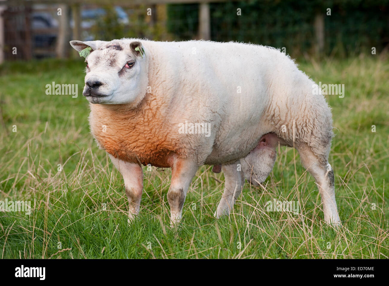 Beltex sheep in Scottish countryside Stock Photo - Alamy