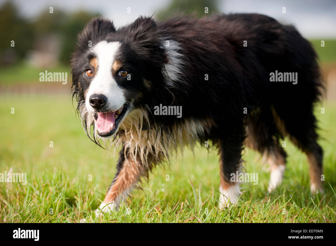 Border Collie Sheepdog watching sheep Stock Photo - Alamy