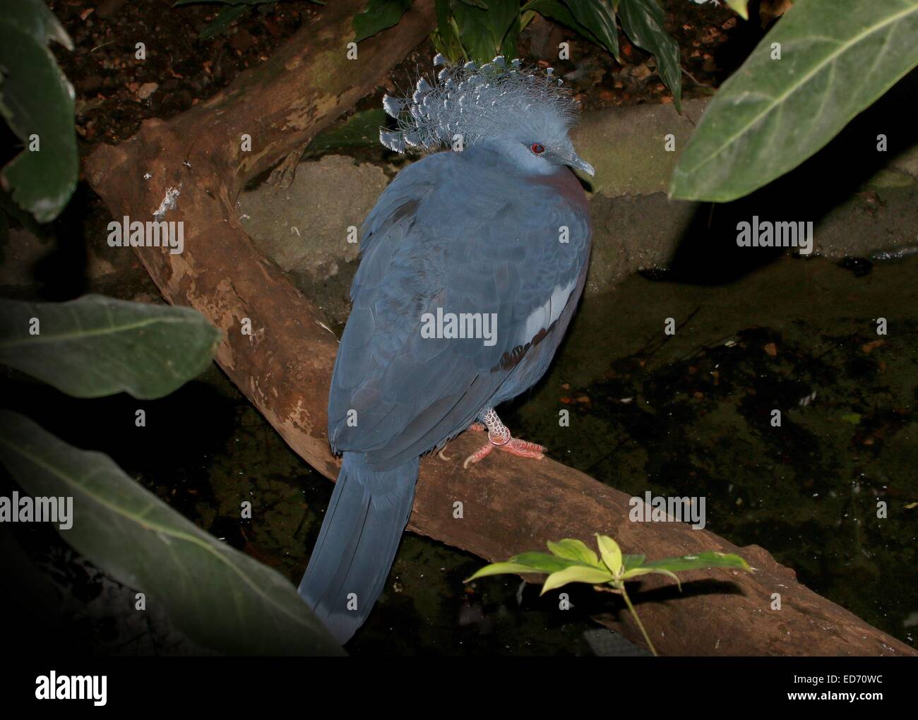 Victoria Crowned Pigeon (Goura victoria) posing on a tree branch Stock ...