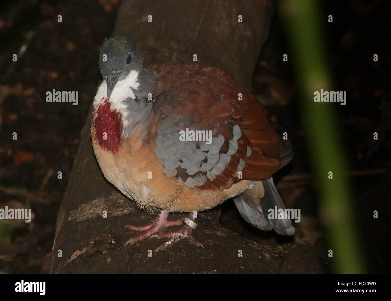 Mindanao bleeding-heart pigeon (Gallicolumba criniger), a.k.a Bartlett ...