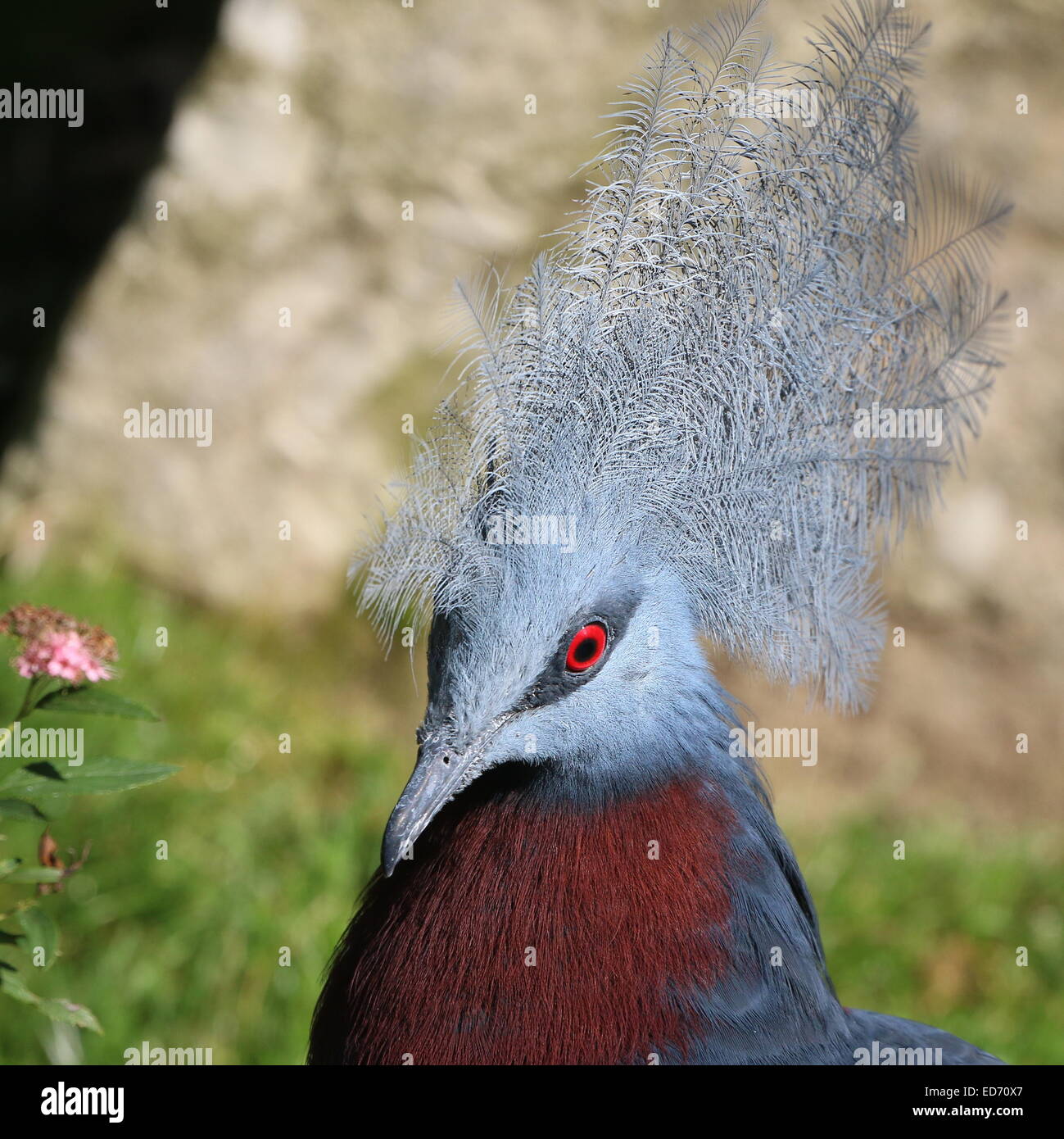 Victoria Crowned Pigeon (Goura victoria) close-up of the head and crest ...