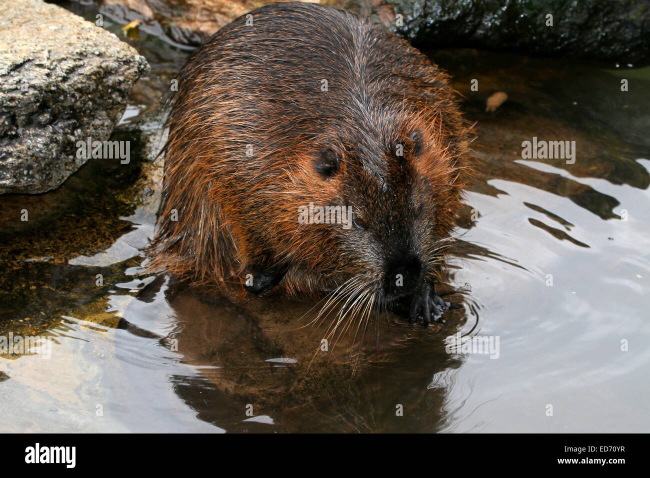 South American Coypu or river rat (Myocastor coypus) at the water's ...