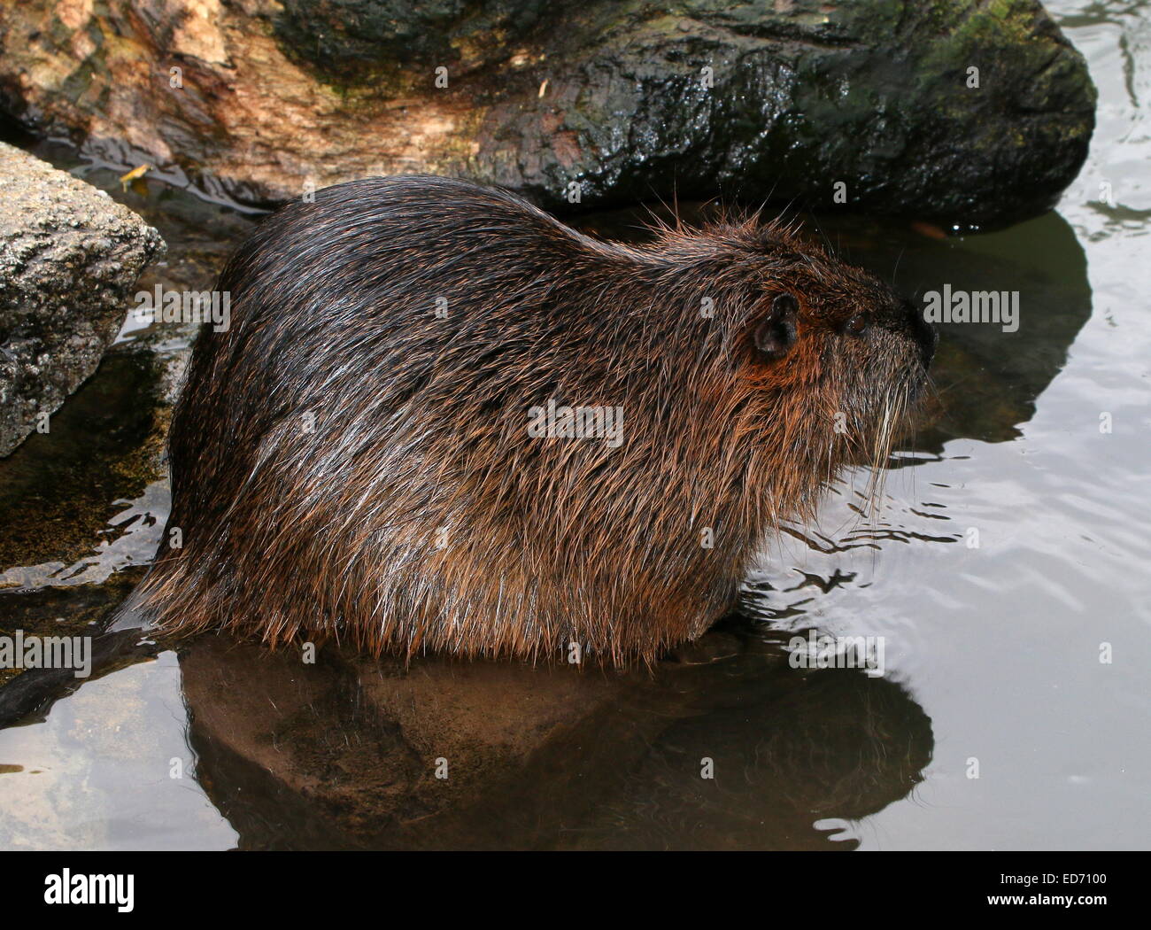 Rat hunting hi-res stock photography and images - Alamy