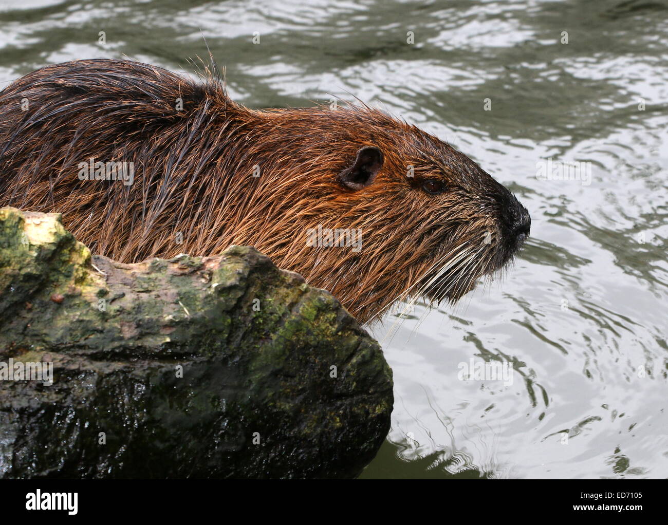 South American Coypu or river rat (Myocastor coypus) at the water's ...