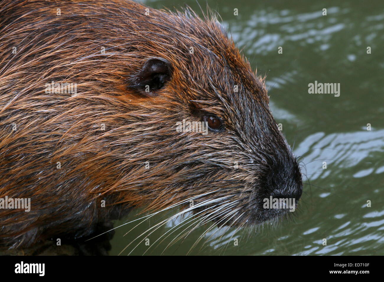 Nutria myocastor coypus is a large hi-res stock photography and images ...