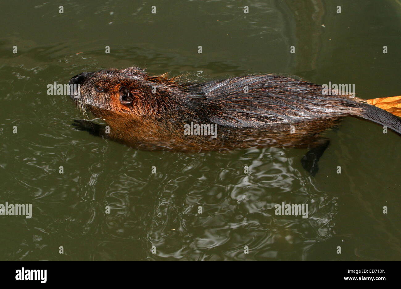 South American Coypu or river rat (Myocastor coypus) swimming Stock ...