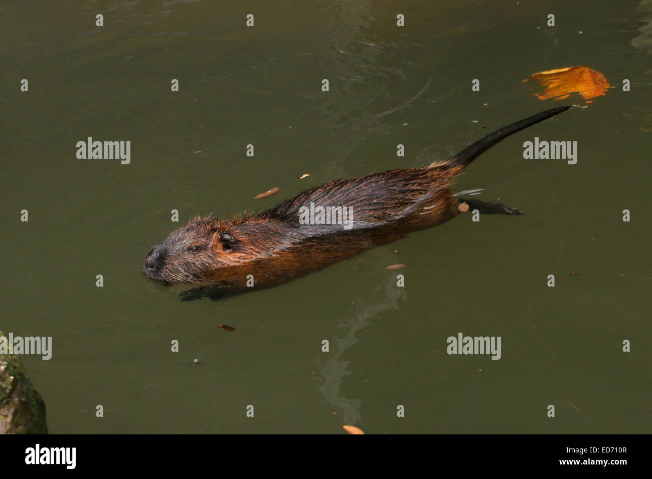 Coipo nutria myocastor coypus swimming hi-res stock photography and ...