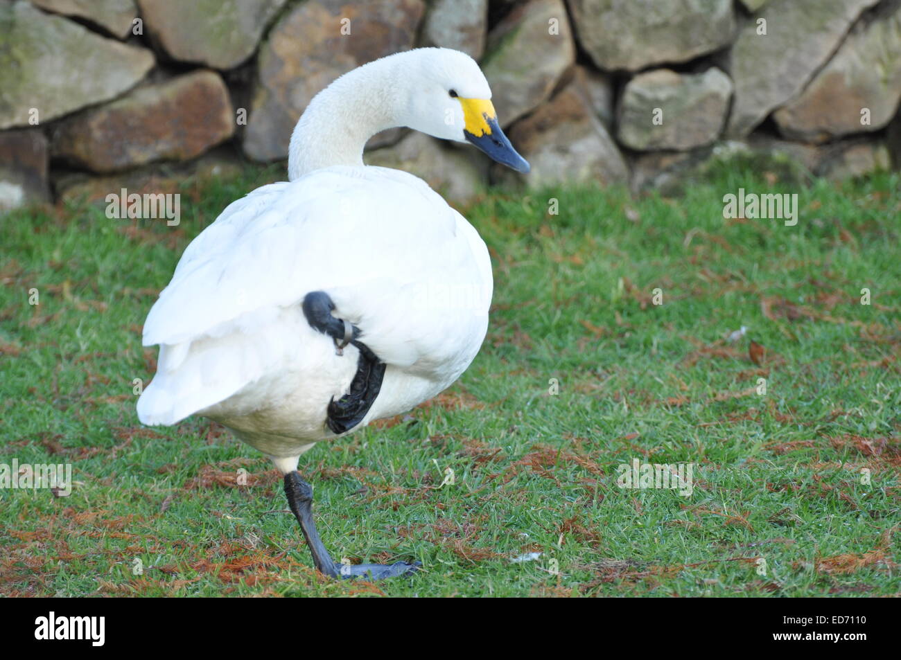 Animal bird swan birds feet hi-res stock photography and images - Alamy