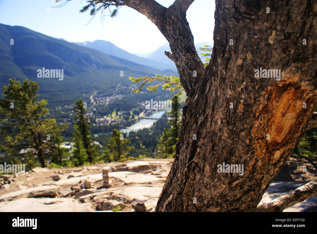 A Tree at the top of Tunnel Mountain in the Canadian Rockies Stock ...
