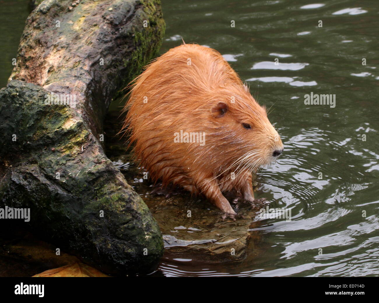 Nutria roedora hi-res stock photography and images - Alamy