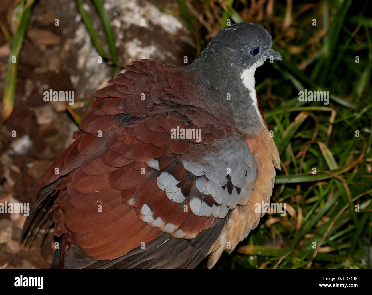 Mindanao bleeding-heart pigeon (Gallicolumba criniger), a.k.a Bartlett ...