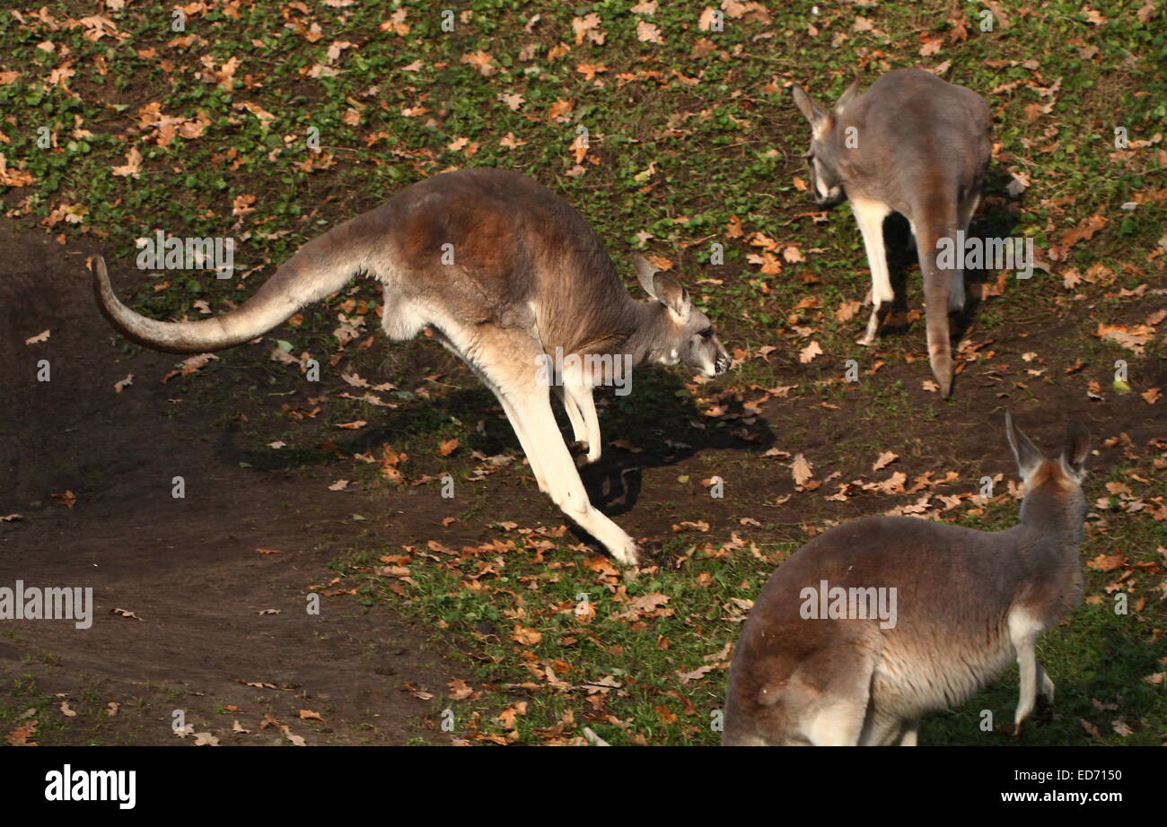 Kangourou jumping hi-res stock photography and images - Alamy