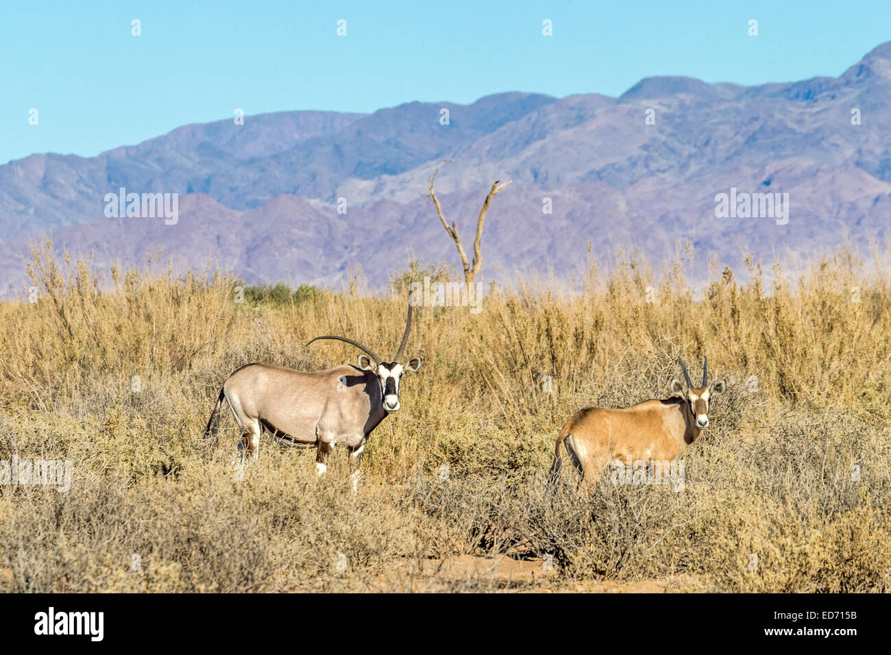Oryx aka gemsbok cow with deformed horns + 3 week old calf, Namib ...