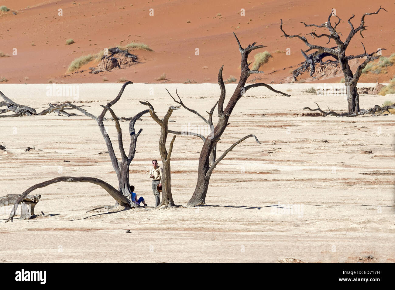 Clay pans, dead Camel thorn (acacia) trees & sand, Deadvlei, aka ...